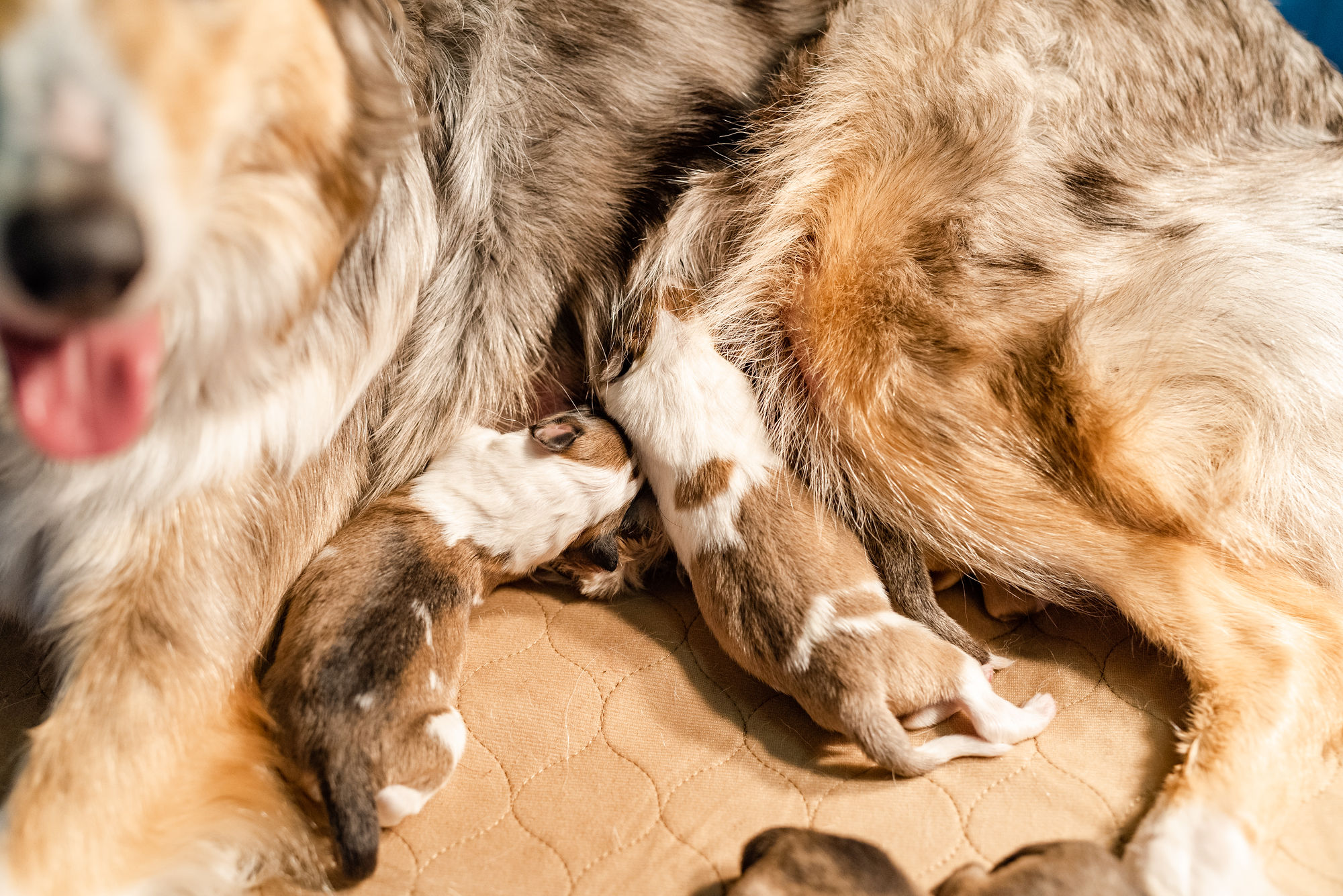 Puppies in Ohio - Old-Time Scotch Collie Association